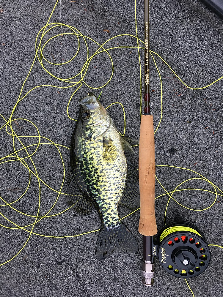 How do fish have sex
