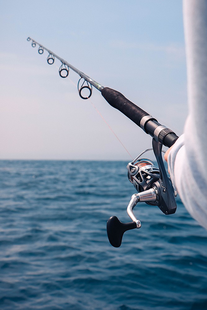 Common striped saltwater fish in florida