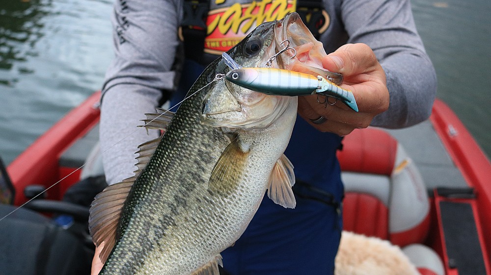 The biggest fish ever caught: a deep dive into record-breaking catches