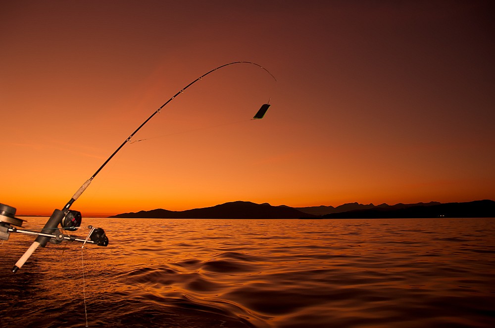 Understanding river catfish and their habitats